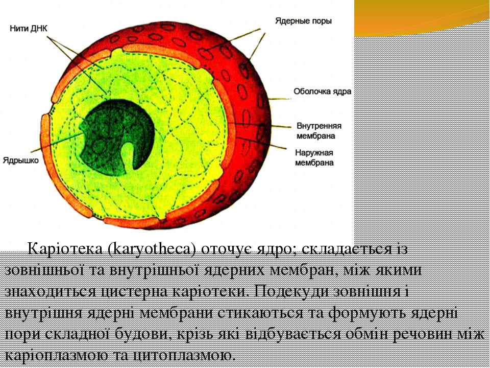 Презентація
