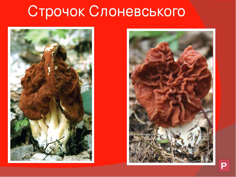 Гриби Червоної книги України
