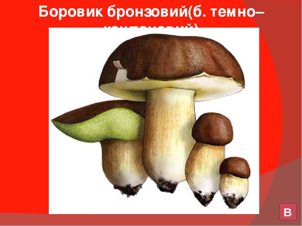 Гриби Червоної книги України Презентація Біологія