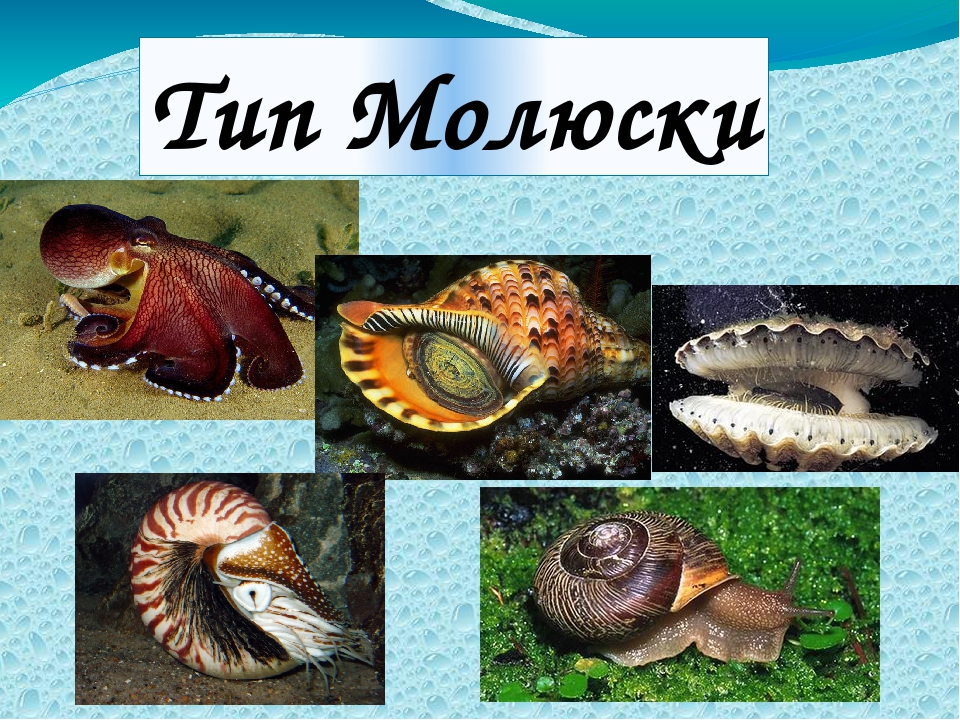 "Тип Молюски"