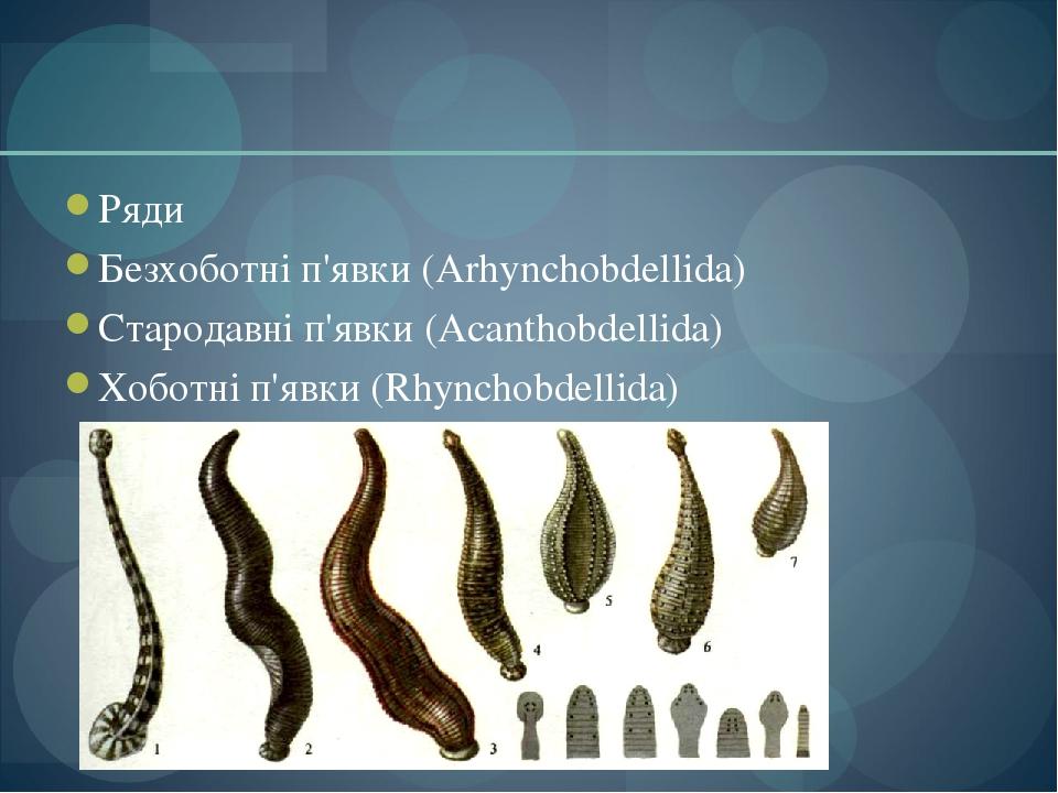 Презентація на тему : Клас П'явки