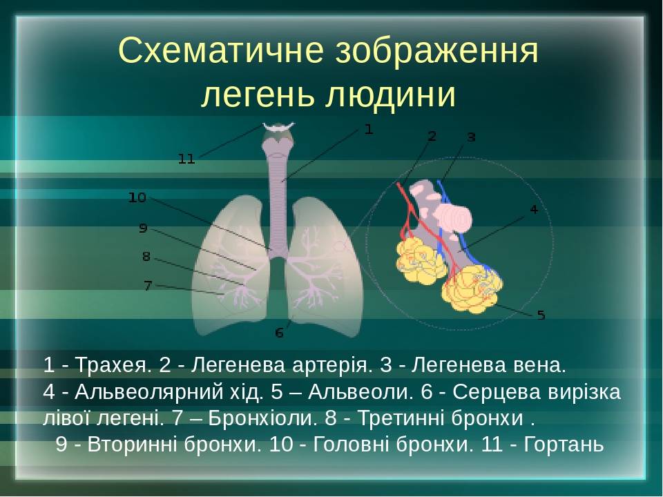 презентація дихальна система