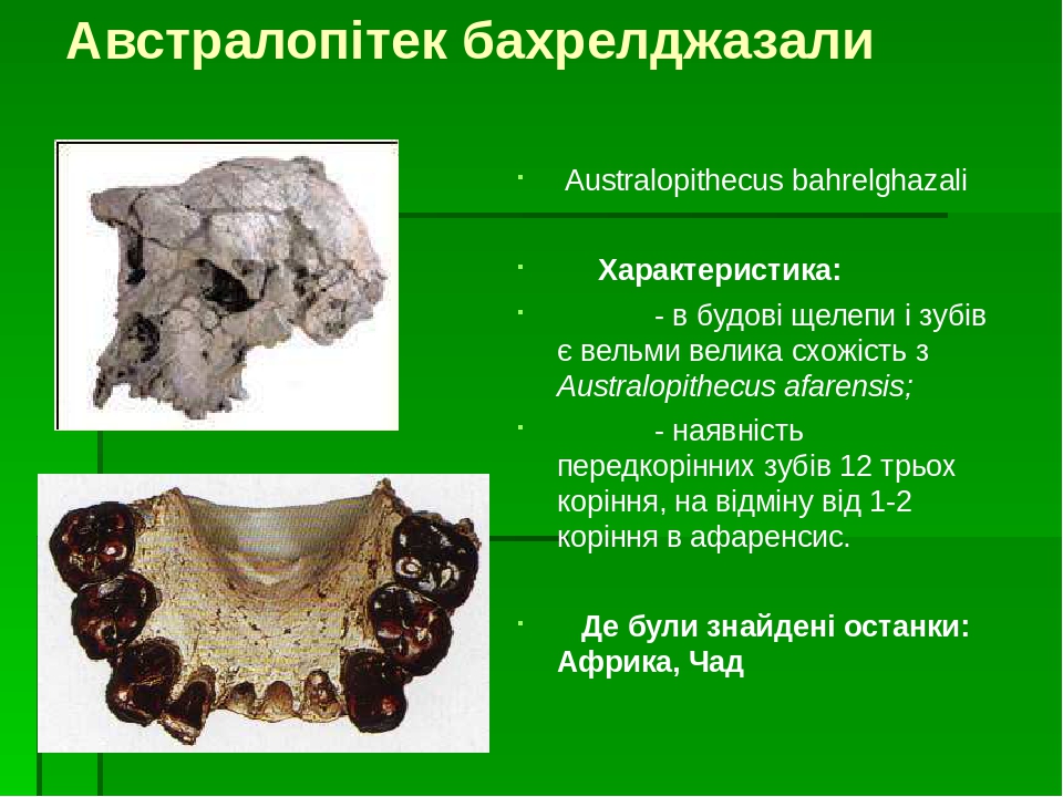 презентація еволюція людини