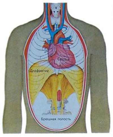 Будова і функції серця